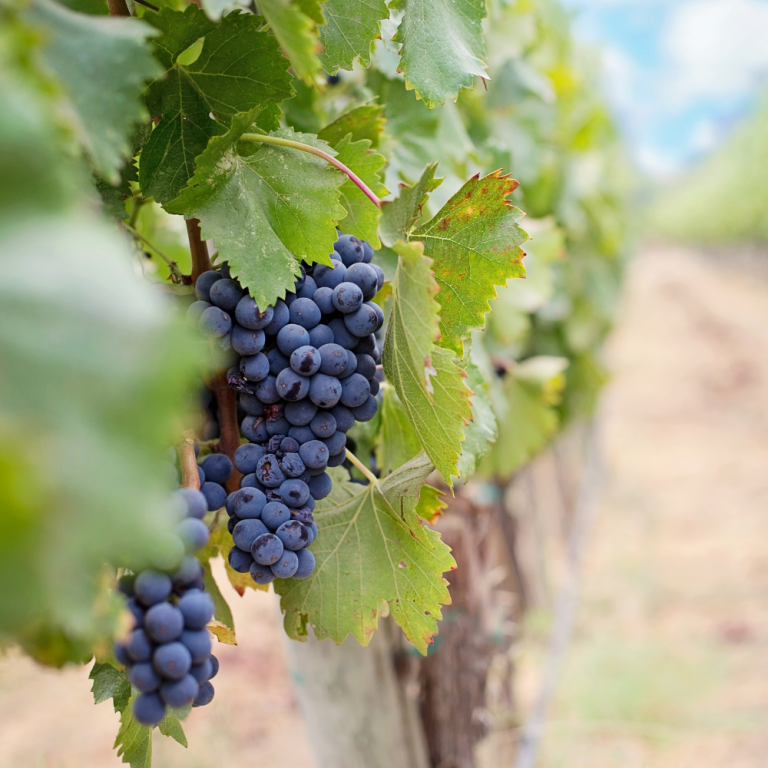 Massy Distribution Barbados